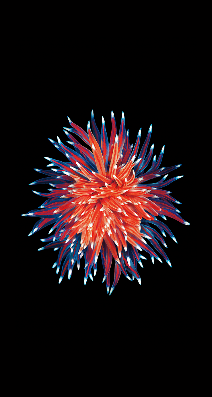 iphone space gray wallpaper