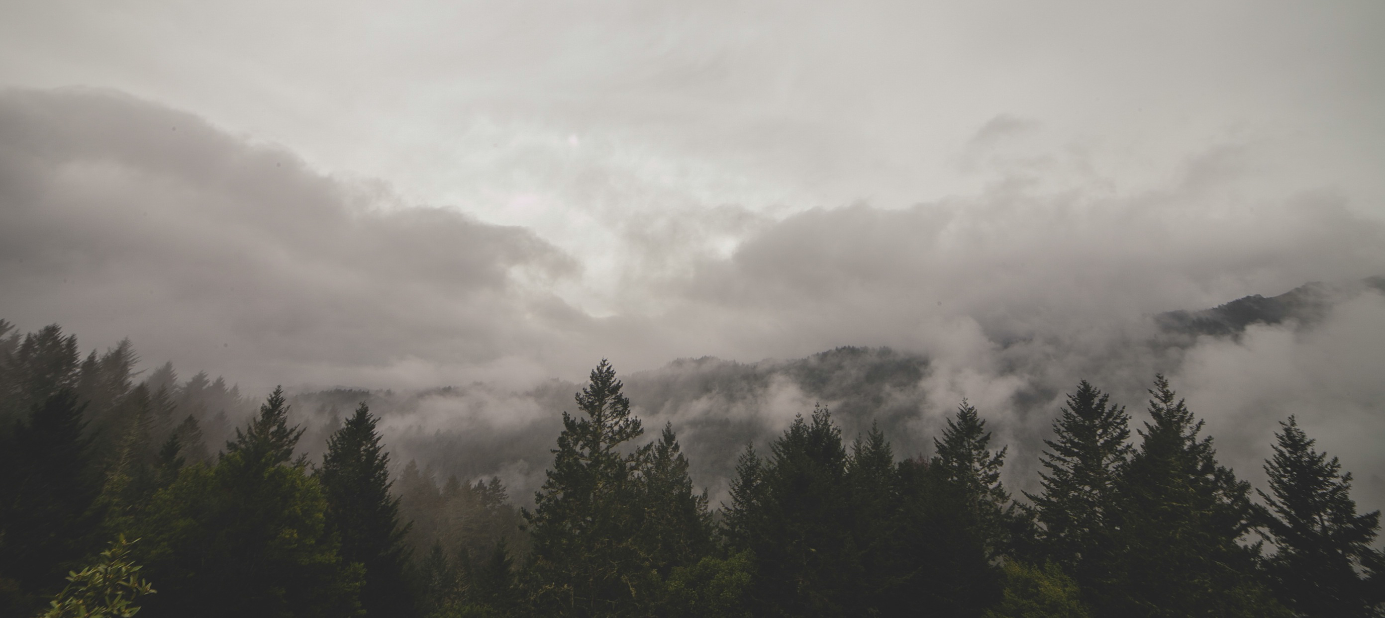 Forest Tumblr Wallpaper