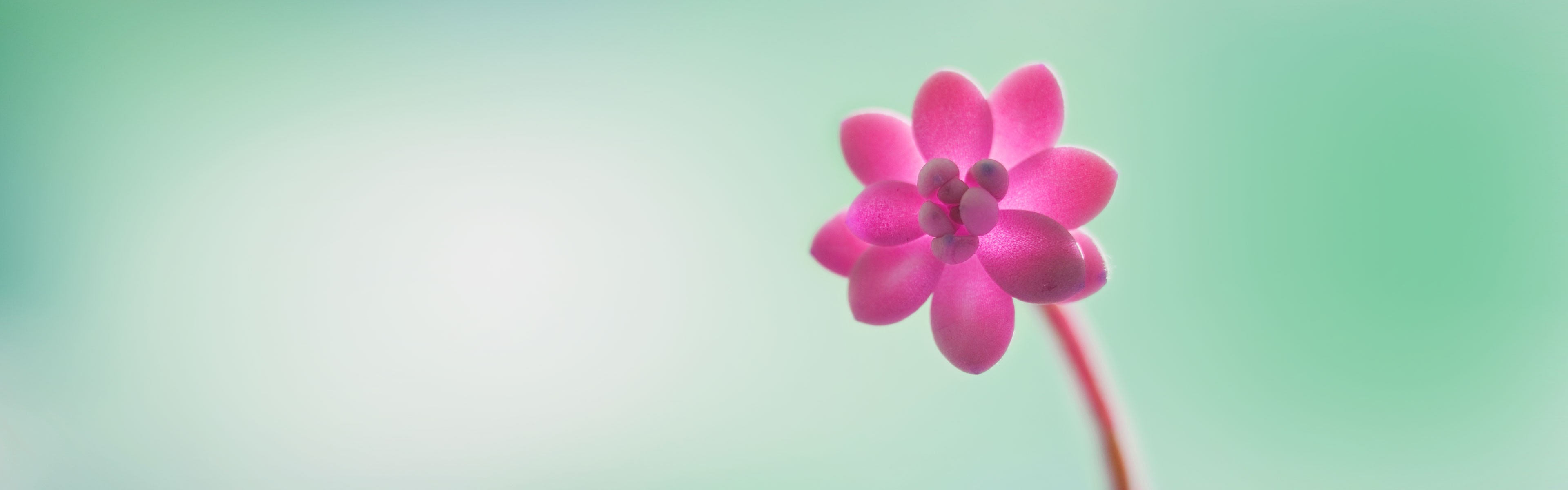 Flor De Papeis De Parede Do Windows 8