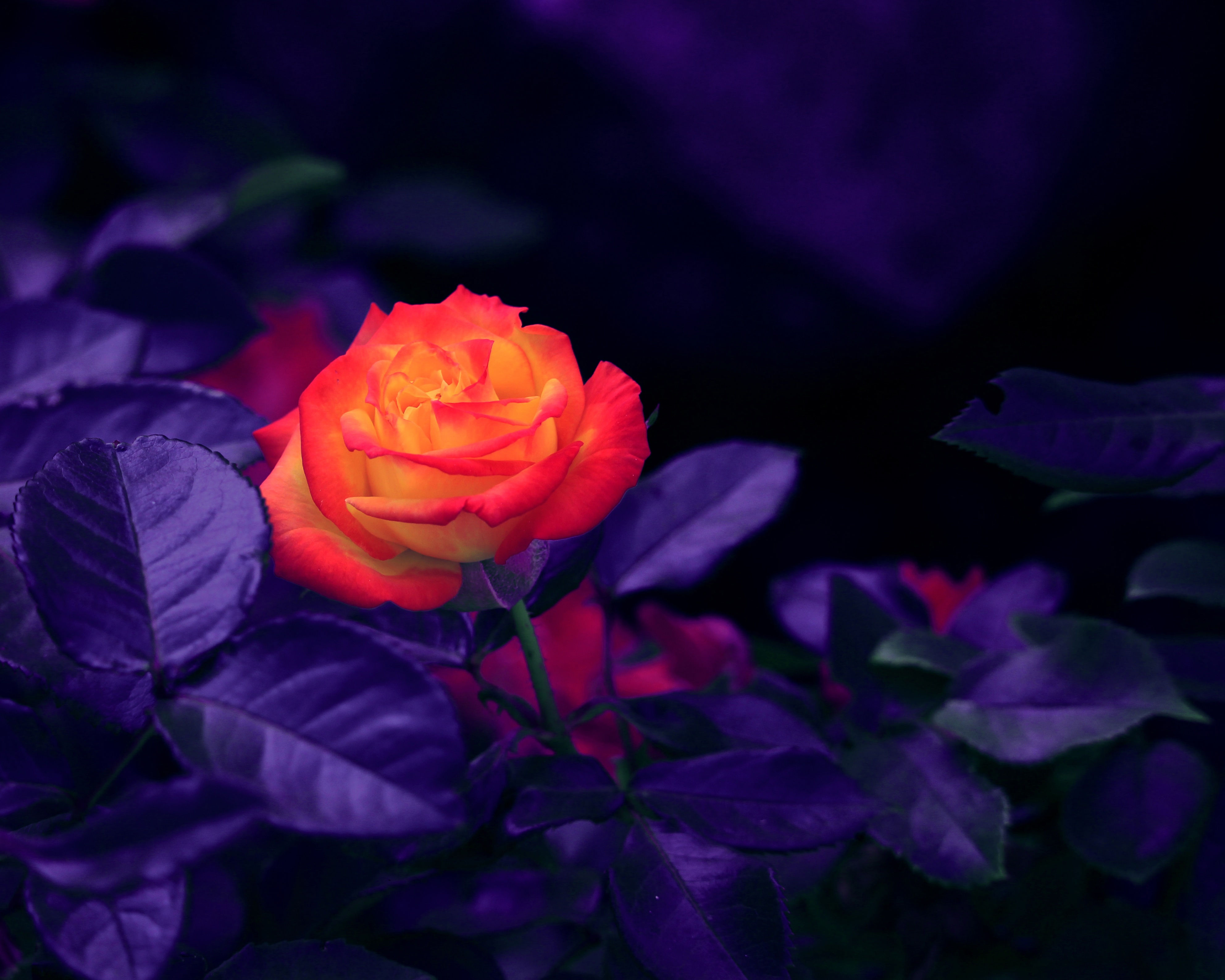 Purple Roses Wallpaper Hd