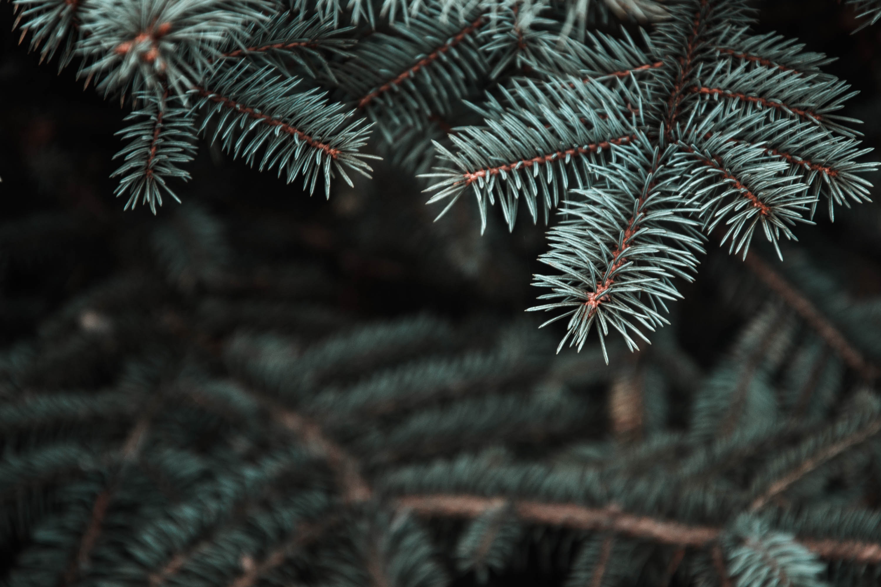 pine trees desktop wallpaper