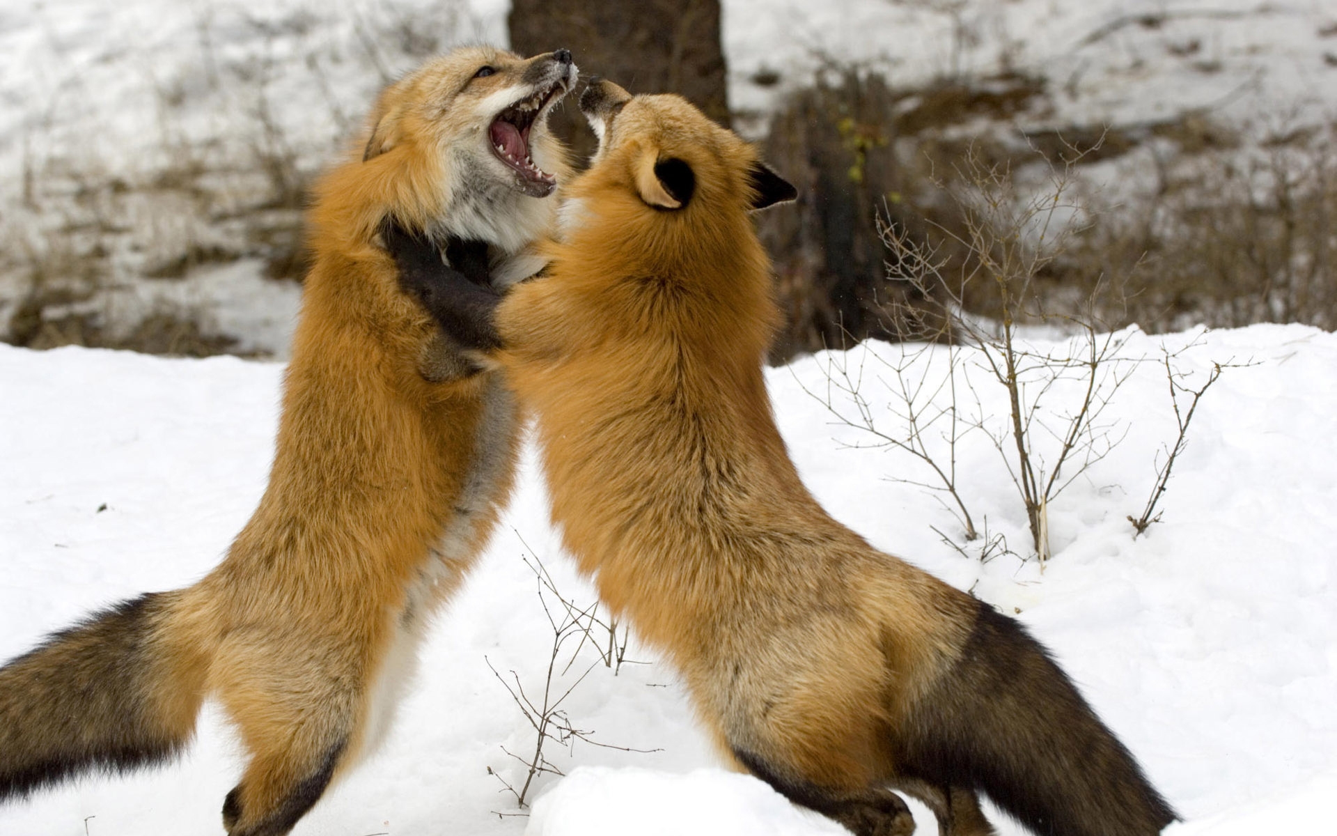Kostenlose Hintergrundbilder Brauner Fuchs Auf Schneebedecktem Boden ...