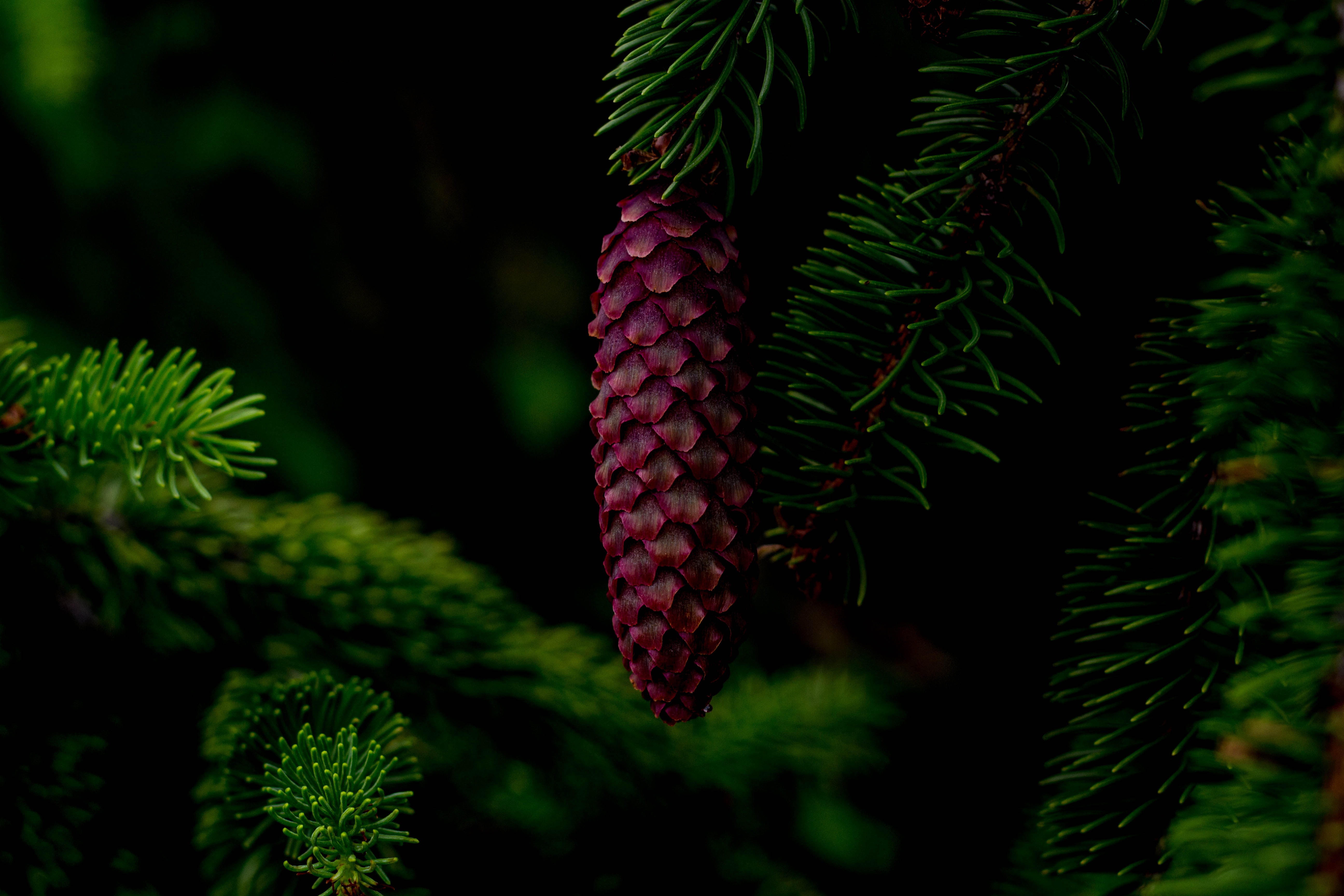 Wallpaper Red Pine Cone on Green Pine Tree, Background - Download Free ...