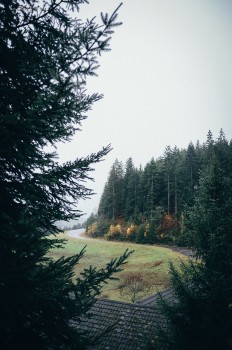 Wallpaper Fir, Forest, Tree, Nature, Natural Landscape, Background ...