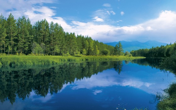 Wallpaper Green Trees Beside River Under Blue Sky During Daytime ...