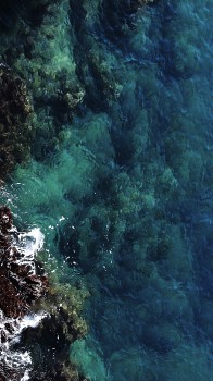 Wallpaper Water, Underwater Environment, Algae, Sea, Marine Biology ...