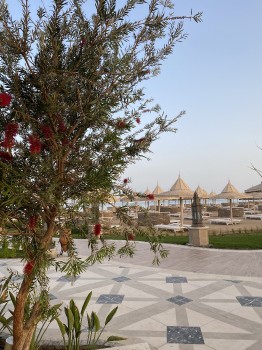 Wallpaper Tree, Biology, Science, Plant, Botany, Background - Download ...