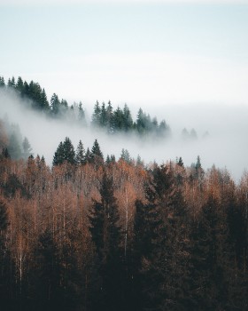Wallpaper Sky, Forest, Fog, Nature, Natural Landscape, Background ...