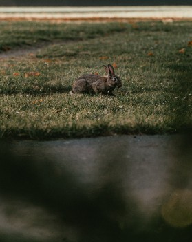 Wallpaper Brown Rabbit on Green Grass Field, Background - Download Free ...