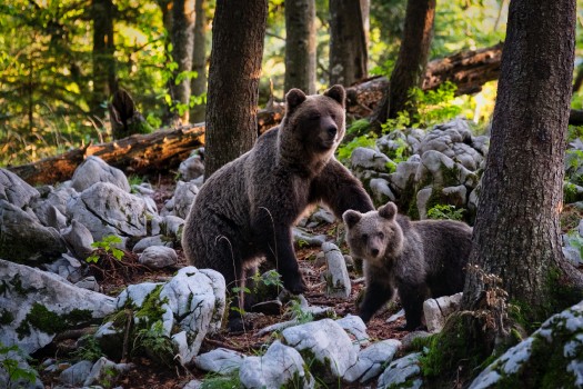 Wallpaper Bear Environment, Grizzly Bear, Bears, Polar Bear, Habitat ...