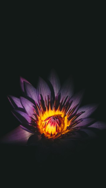 author wallpaper iphone