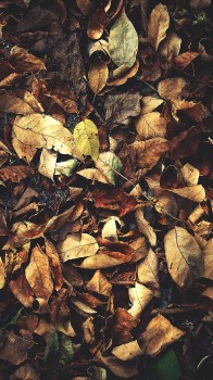 Wallpaper Leaf, Still Life, Biology, Science, Brown, Background ...