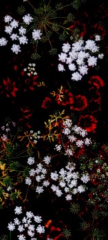 Wallpaper Flower, Plant, Botany, Branch, Vegetation, Background ...