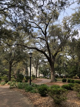 Wallpaper Branch, Physics, Science, Plant, Tree, Background - Download ...