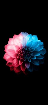 Wallpaper Tablet, Amoled, Plant, Flower, Petal, Background - Download ...