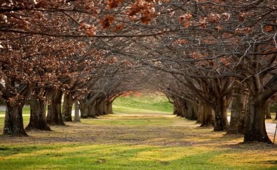 Wallpaper Brown Trees on Green Grass Field During Daytime, Background ...