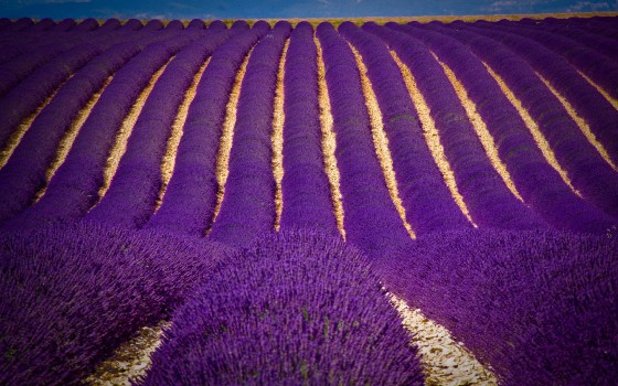 Wallpaper Flower, Plant, Purple, Tree, Agriculture, Background ...