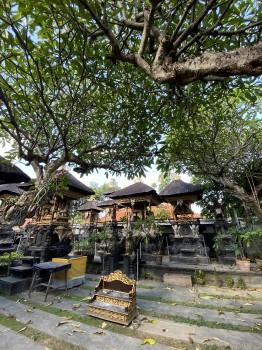 Wallpaper Bali, Tree, Science, Biology, Branch, Background - Download ...