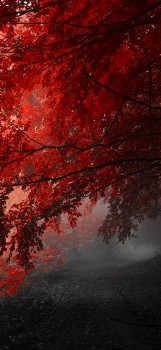 Wallpaper Red Tree, Tree, Branch, Red, Water, Background - Download ...
