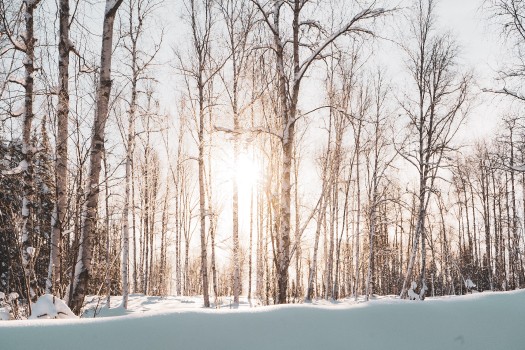 Wallpaper Winter, Snow, Tree, Natural Landscape, Nature, Background ...