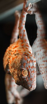 Wallpaper Close Up, Tokay Gecko, Head, Eye, Human Body, Background ...