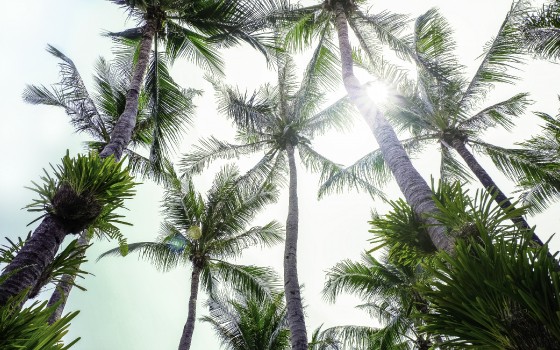 Les Fonds D’écran Palmier Vert Sous Ciel Blanc, Les Images et Les ...