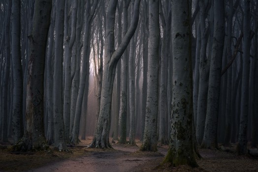 Wallpaper Brown Trees on Brown Soil, Background - Download Free Image