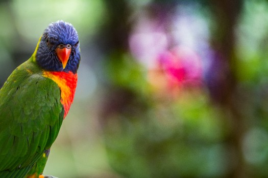 Wallpaper Green and Blue Bird in Tilt Shift Lens, Full HD, HDTV, 1080p ...