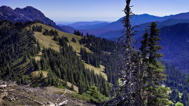 Wallpaper Green Pine Trees on Mountain During Daytime, Background ...