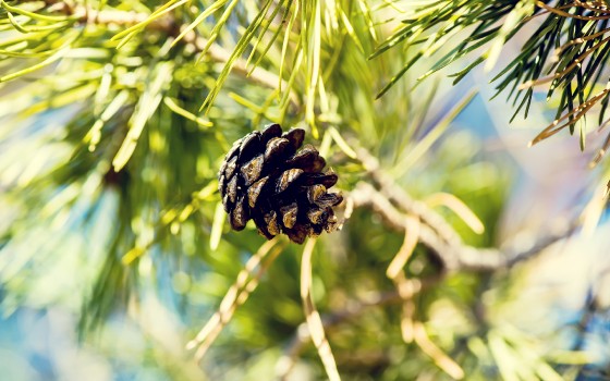 Wallpaper Brown Pine Cone on Brown Tree Branch, Background - Download ...