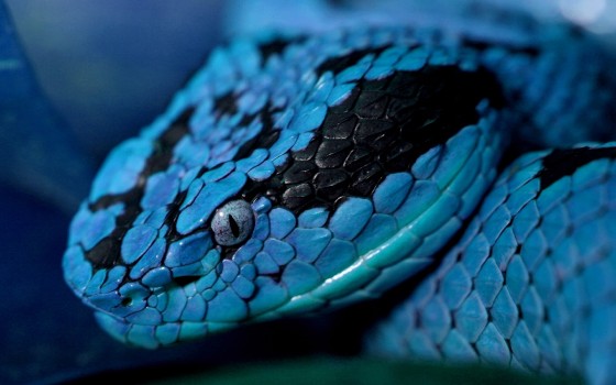 Wallpaper Blue and White Snake on Tree Branch, Background - Download ...