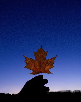 Wallpaper Leaf, Plants, Biology, Science, Branch, Background - Download ...