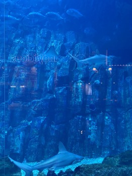 Wallpaper Underwater, Marine Biology, Water, Science, Fish, Background ...